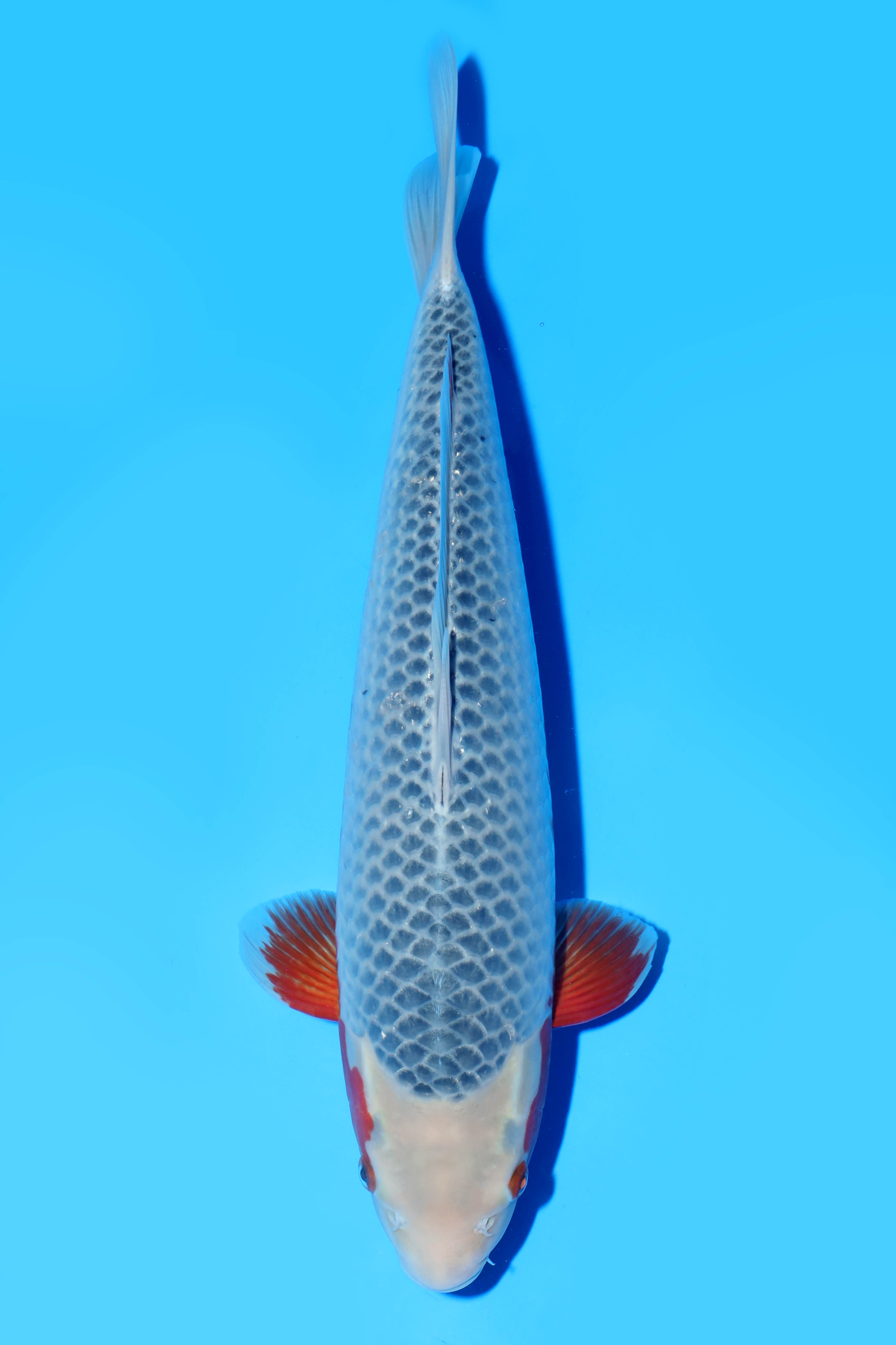 ONELITO KOI
