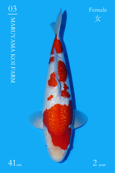 ONELITO KOI